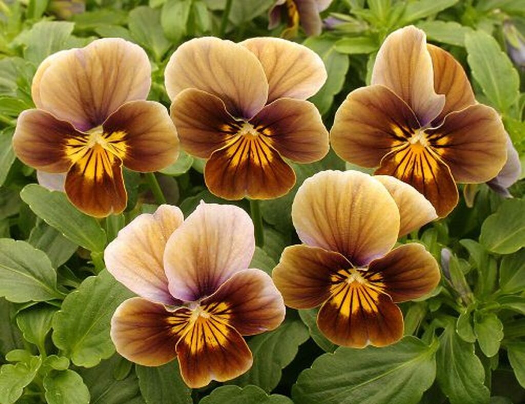 21 Gorgeous Brown Flowers to Brighten Your Garden Today