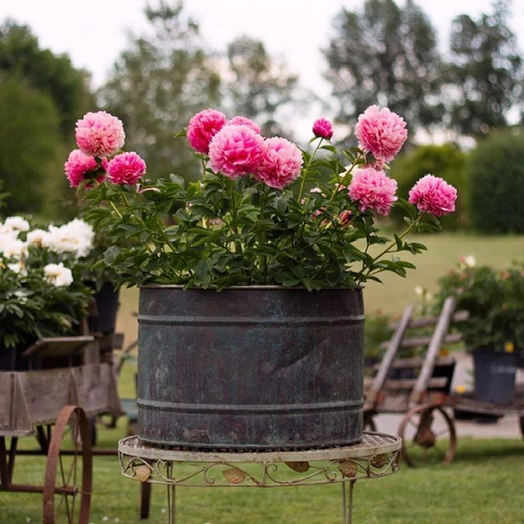 18 Enchanting Asian Flowers That Transform Any Garden