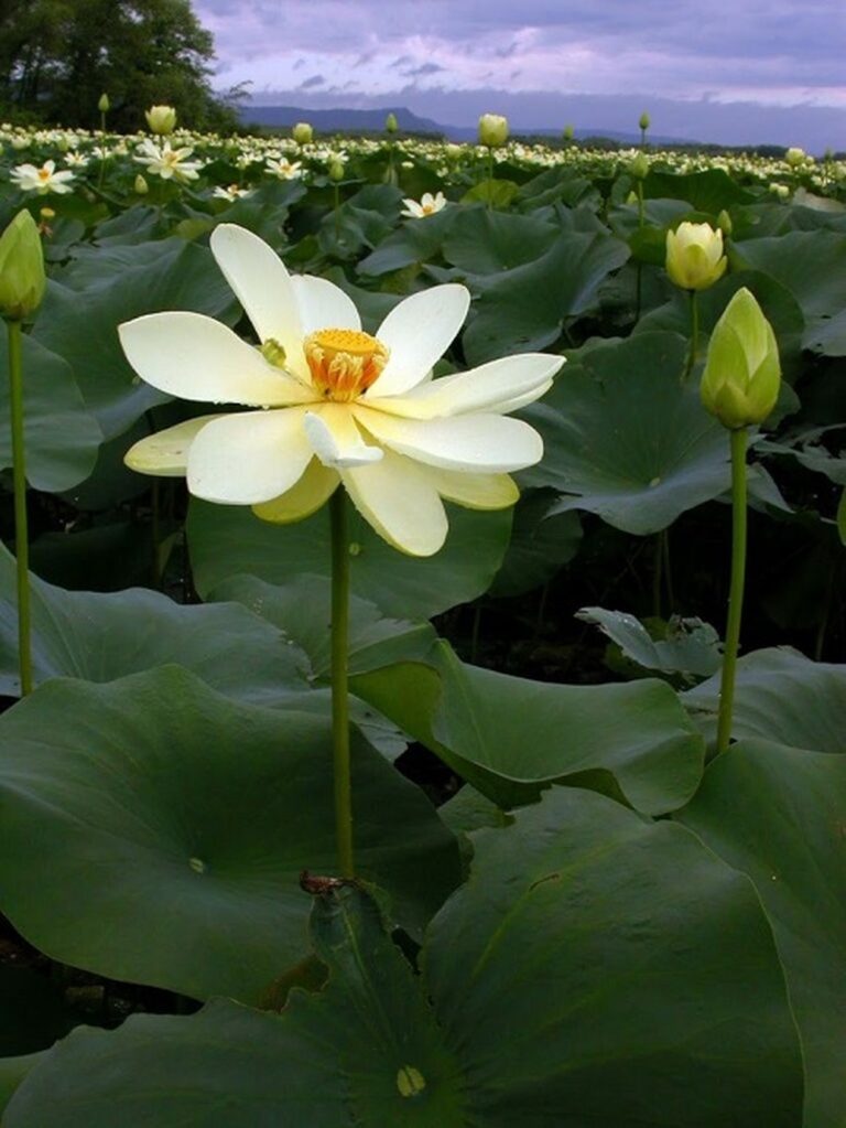 16 Eye-Catching Swamp Flowers That Thrive in Bogs and Marshes