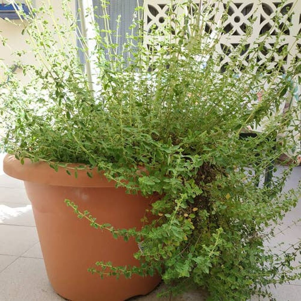 9 Easy-to-Grow Herbs with Shallow Roots for Small Pots That Thrive