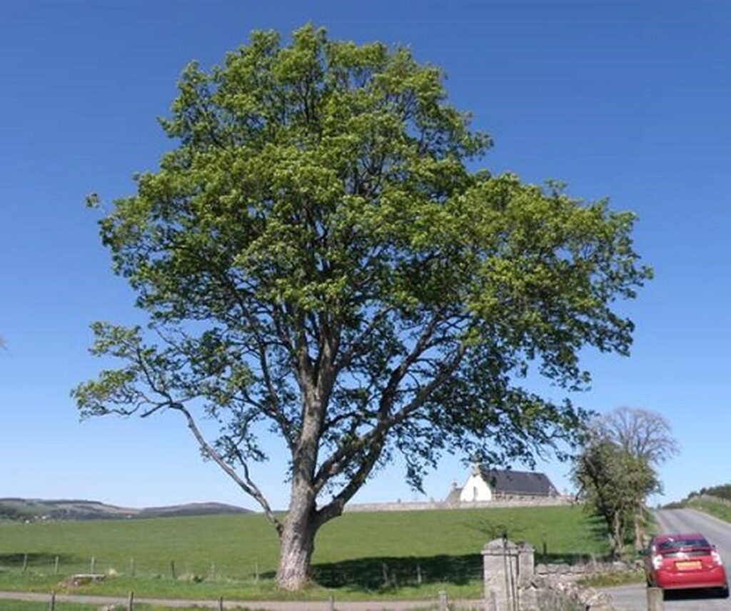 25 Enchanting Trees With Smooth Gray Bark That Stun Year-Round
