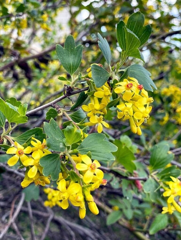 26 Stunning Gold Flowers That Add Luxury To Any Garden