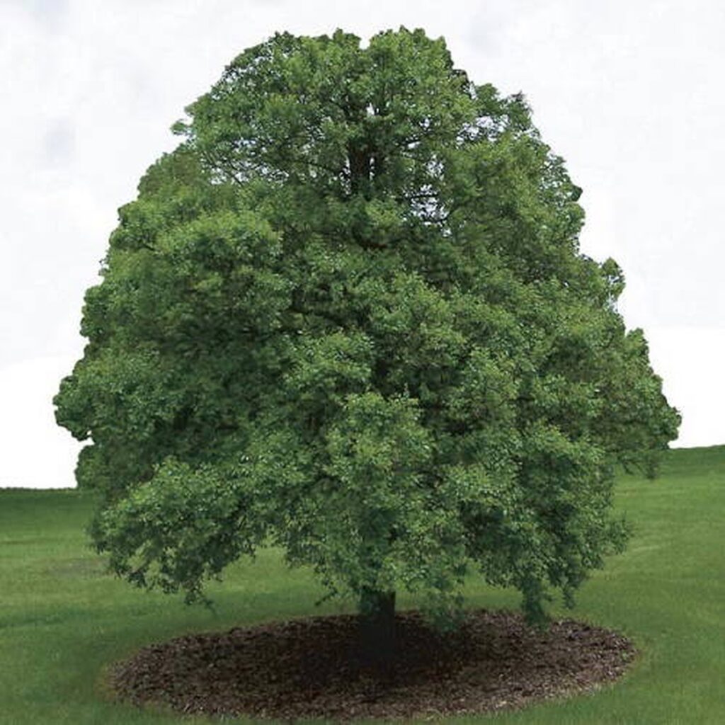 21 Beautiful Types of Elm Trees: Your Simple Identification Guide