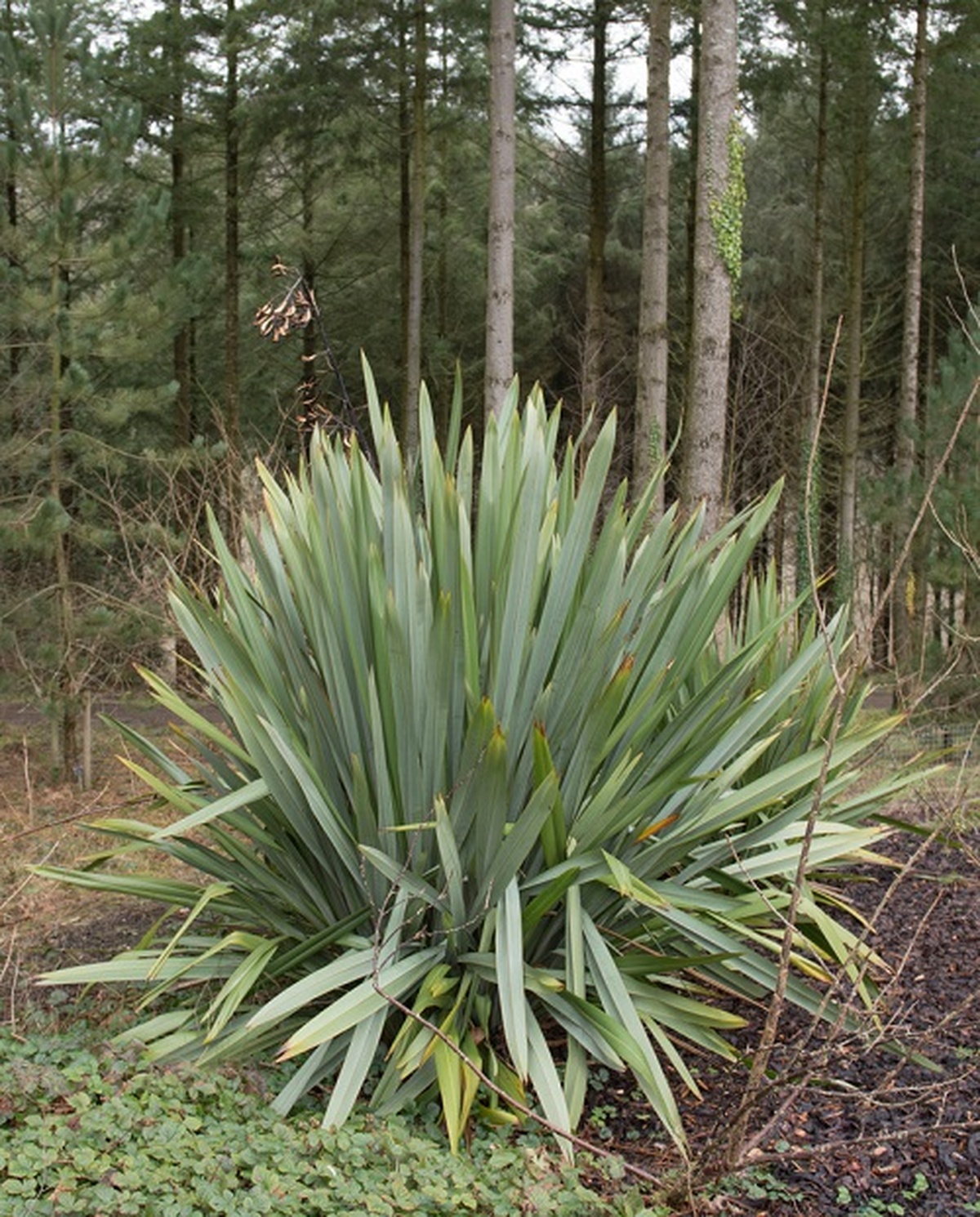 11 Stunning Plants Like Yucca That Transform Your Garden