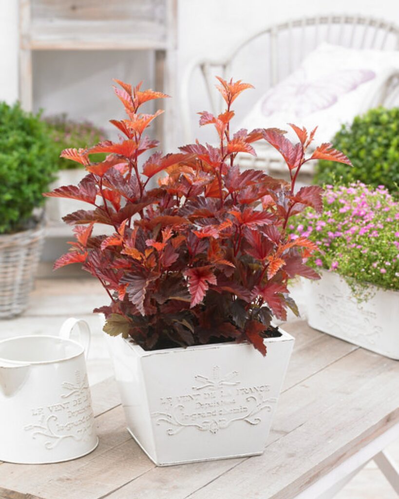 50 Gorgeous Shrubs for Containers That Thrive in Small Spaces