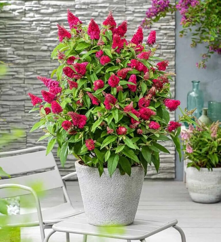 41 Stunning Magenta Flowers That Brighten Any Garden