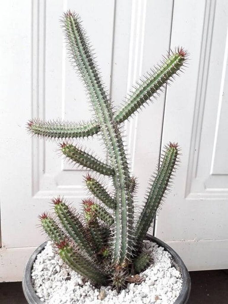 15 Best Large Cactus Plants To Grow Indoors / Stunning Tall Cacti