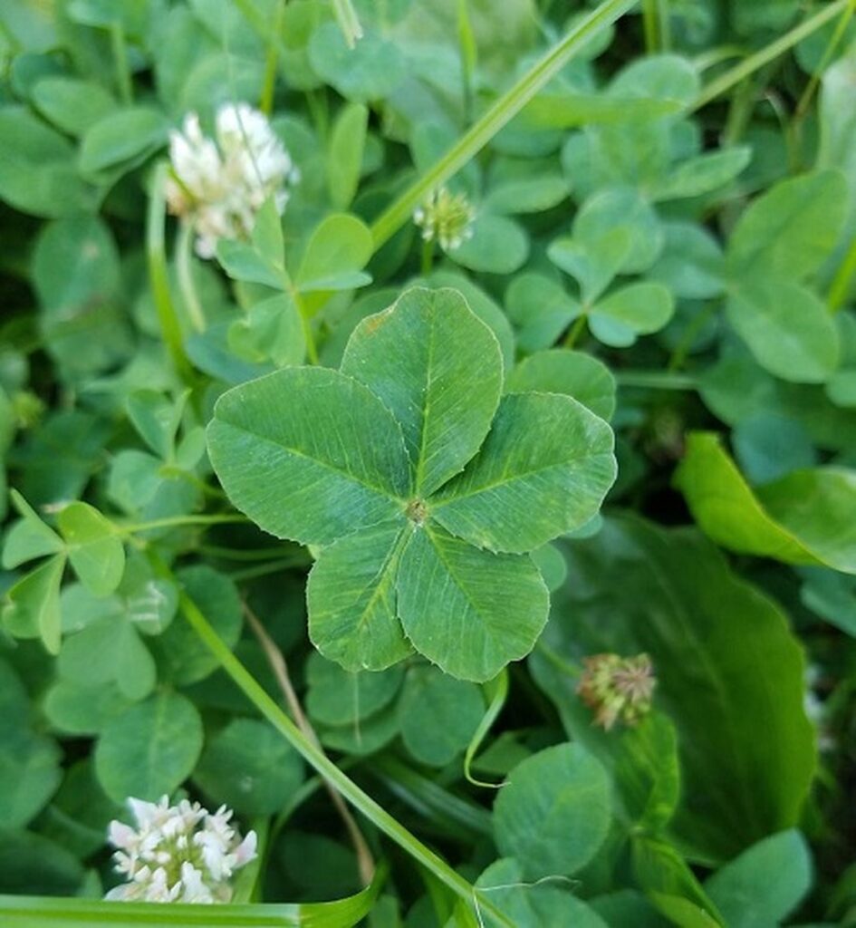17 Beautiful Plants with 5 Leaves Per Stem to Discover