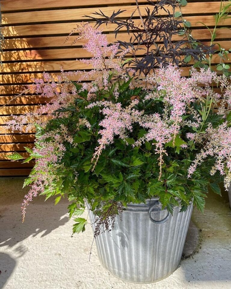 30 Stunning Rabbit Resistant Perennials for Worry-Free Gardens