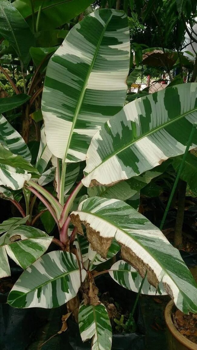 8 Stunning Variegated Banana Plant Varieties to Brighten Your Garden