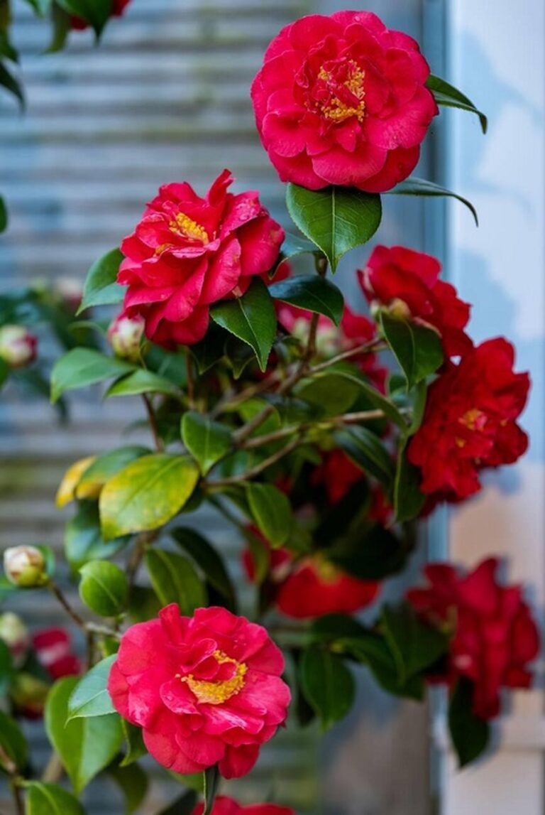 32 Enchanting Chinese Flowers That Bloom With Eastern Charm