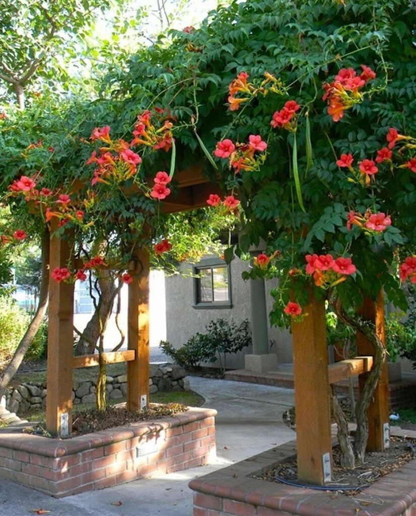 21 Stunning Fast Growing Creepers and Vines for Your Garden