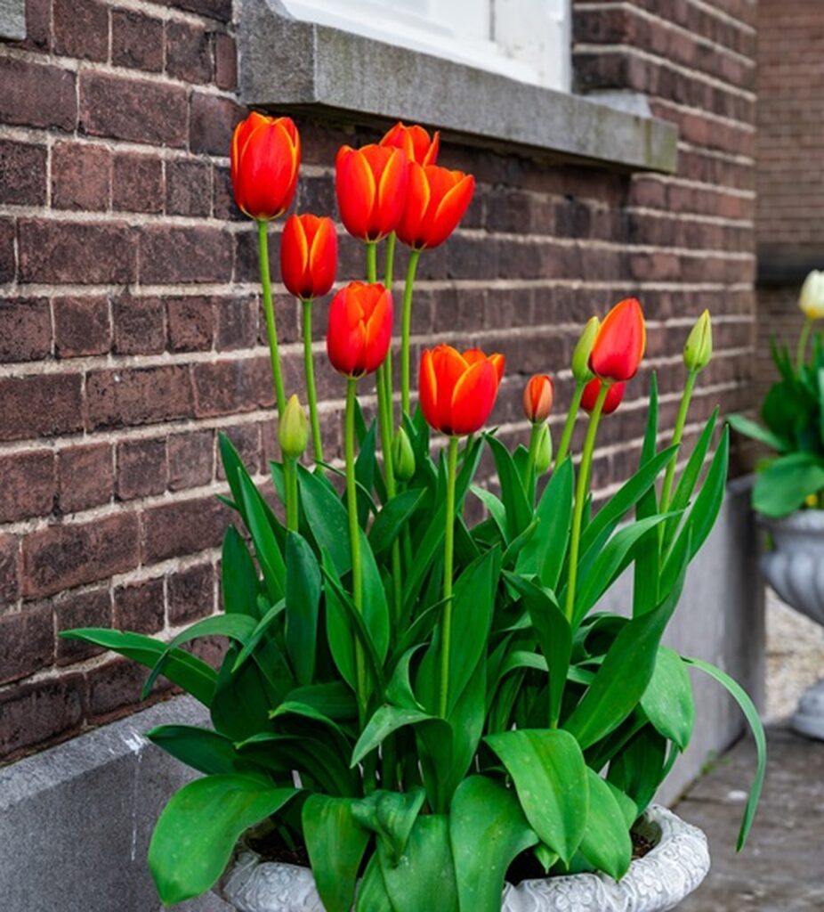22 Beautiful French Flowers To Brighten Up Your Garden Today