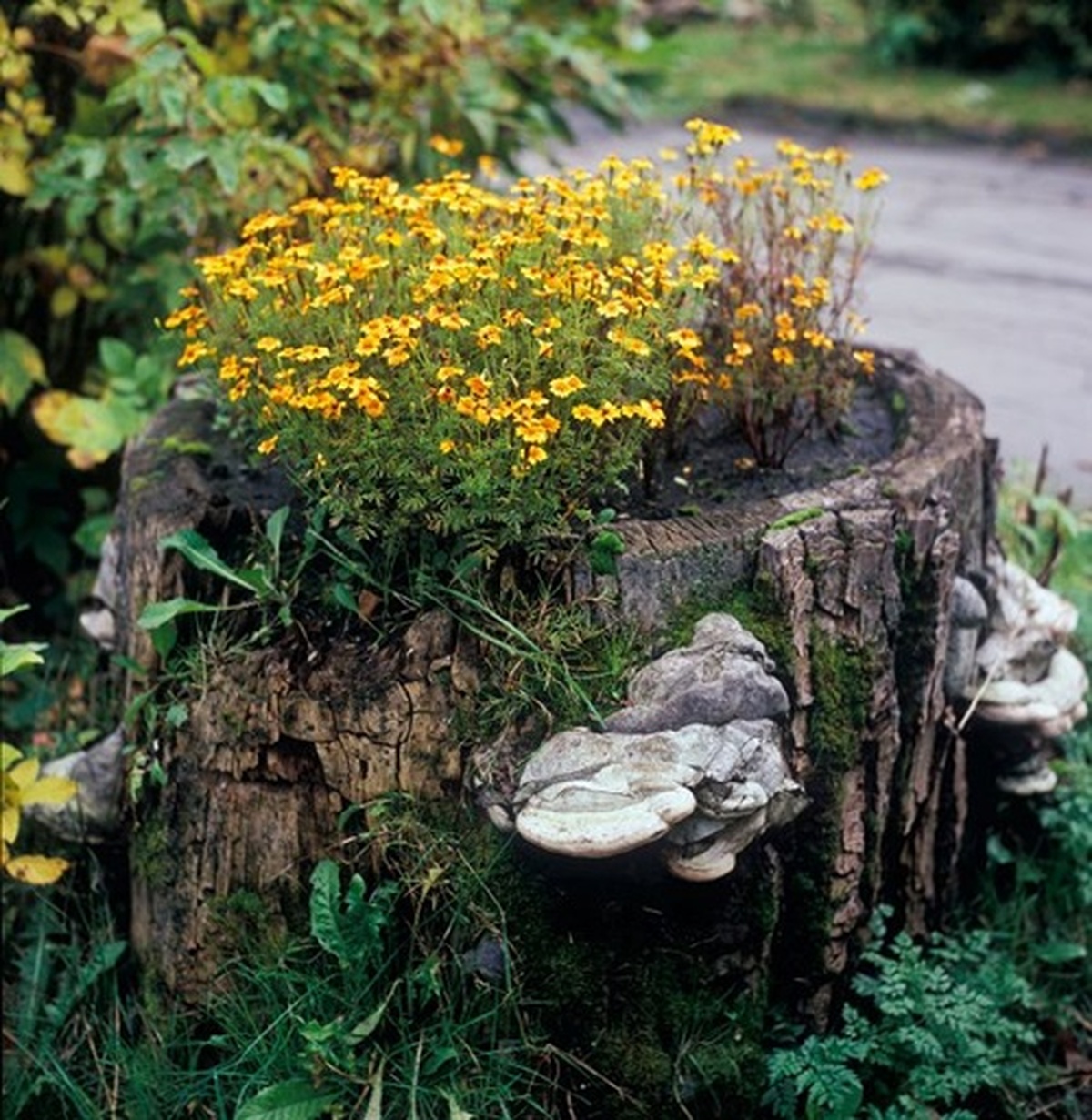 22 Blazing Tree Stump Planter Ideas That'll Transform Your Garden