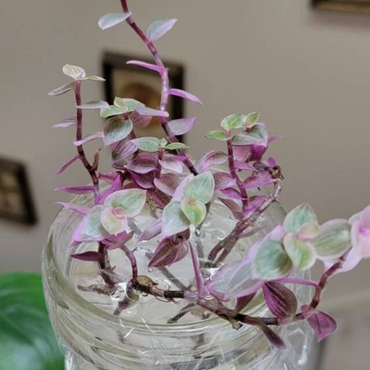 12 Gorgeous Pink Indoor Plants to Grow in Water Easily
