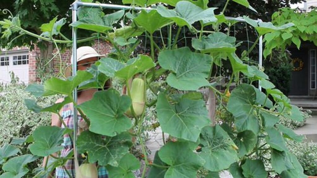 17 Fantastic DIY Squash Trellis Ideas for Your Garden