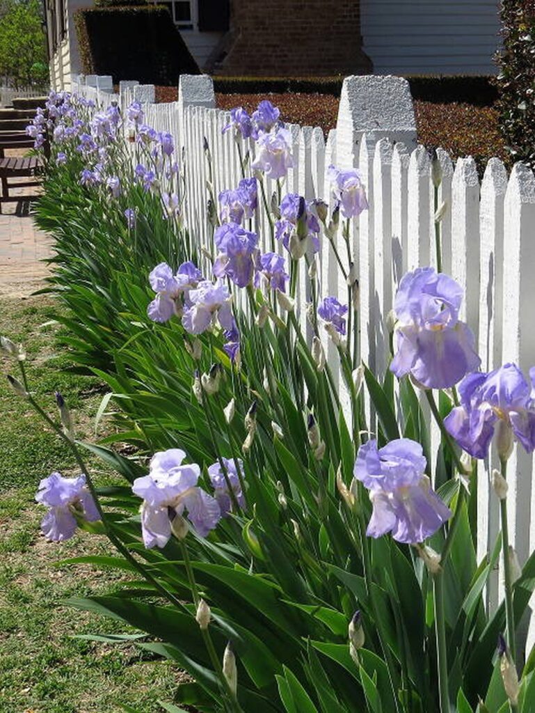 24 Stunning Iris Arrangement Ideas That Brighten Any Space