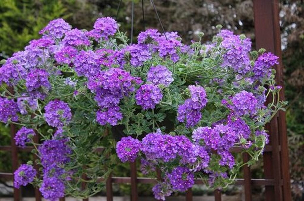 36 Stunning Plants For Hanging Baskets That Wow Every Visitor