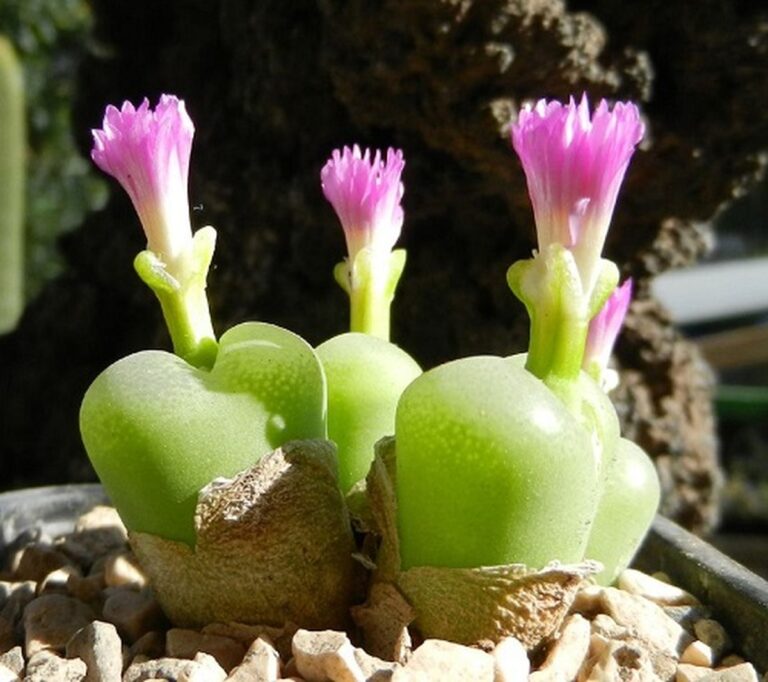 94 Perfect Types of Conophytum Varieties for Plant Lovers