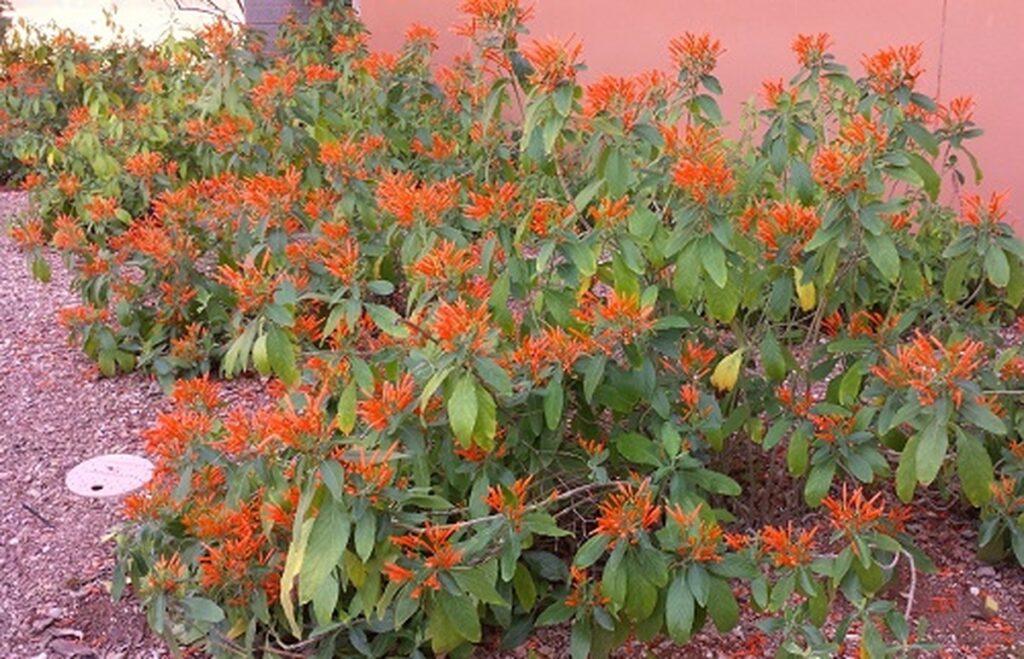 32 Exotic Orange Wildflowers to Brighten Your Garden