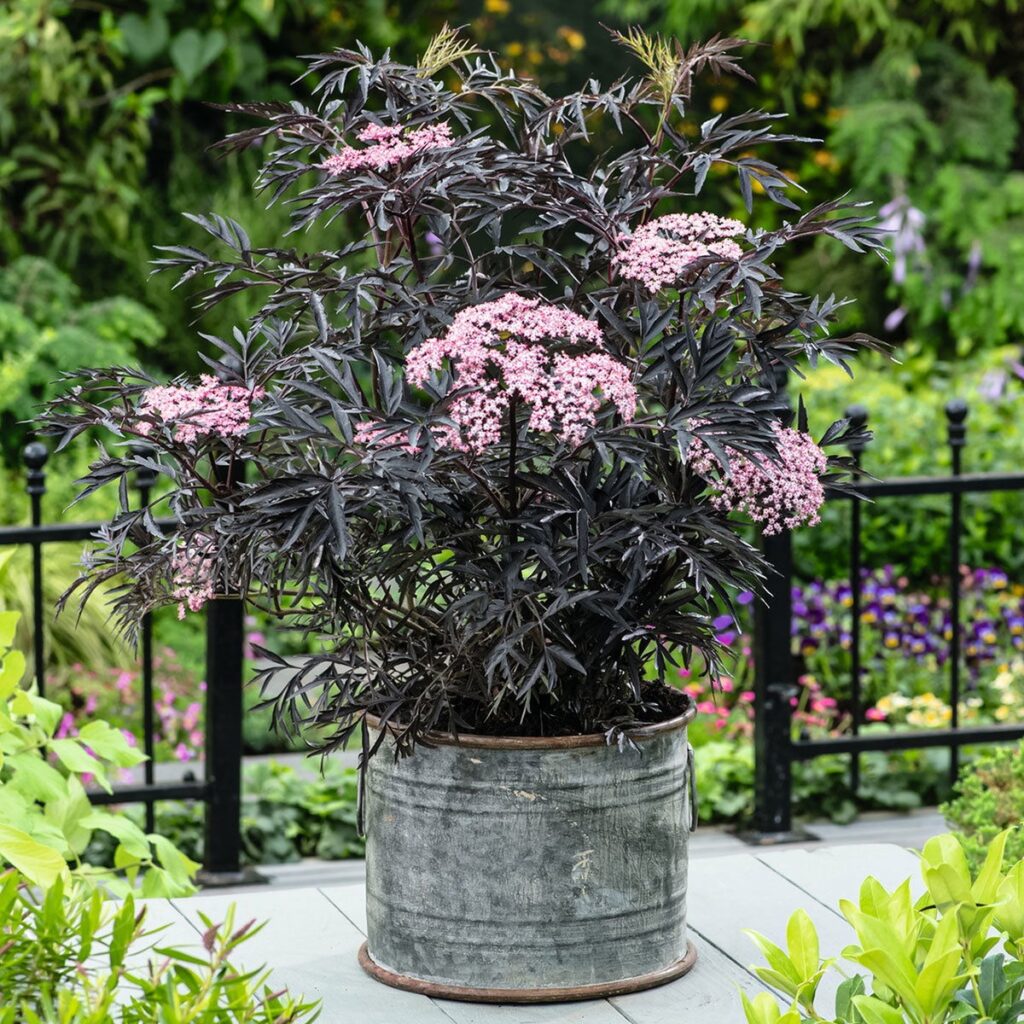 18 Enchanting Native European Plants That Thrive Locally