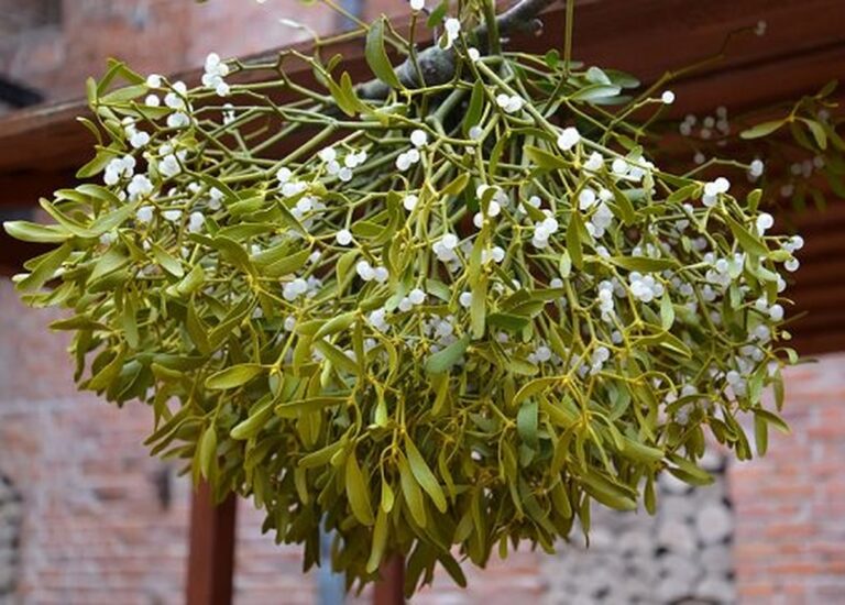 18 Beautiful Sacred Plants That Inspire Wonder Worldwide