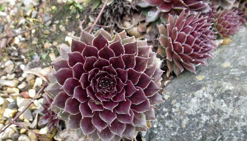 32 Amazing Types of Hens and Chicks Varieties to Discover