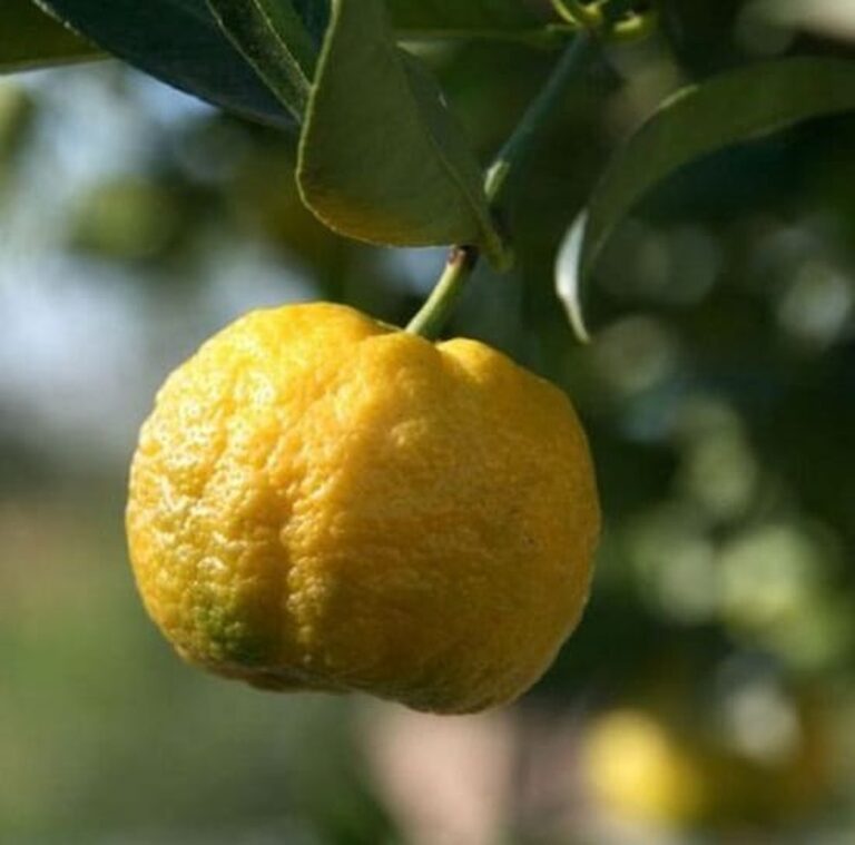 22 Different Types of Lemons (with Pictures)