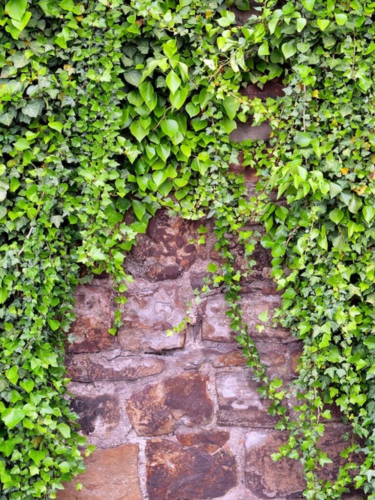 21 Stunning Fast Growing Creepers and Vines for Your Garden