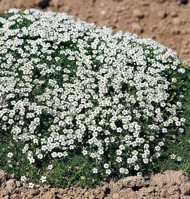21 Beautiful Walkable Ground Covers for a Dreamy Garden