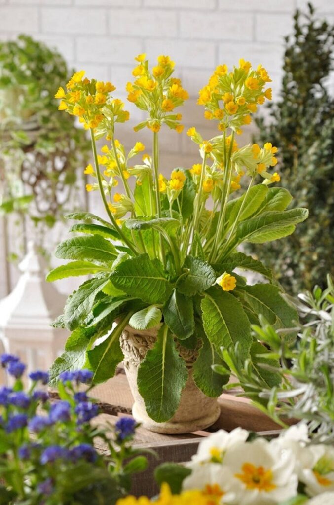 17 Beautiful Irish Flowers to Brighten Your Garden Space