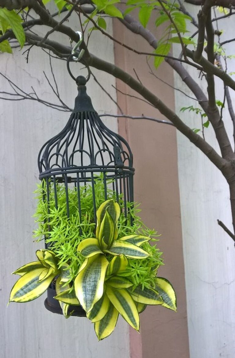 23 Stunning Snake Plant Container Combination Ideas to Try Now