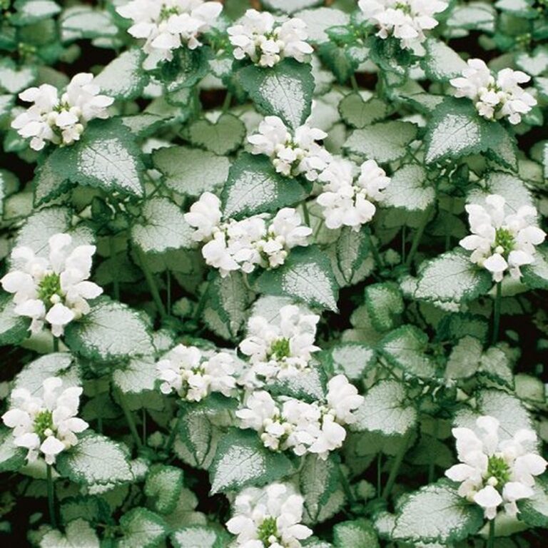 53 Types of White Flowers That Brighten Any Garden Instantly