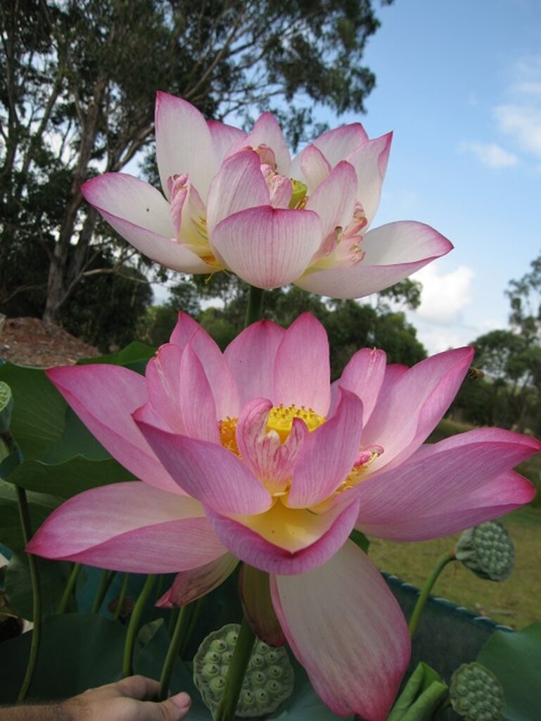 32 Enchanting Chinese Flowers That Bloom With Eastern Charm