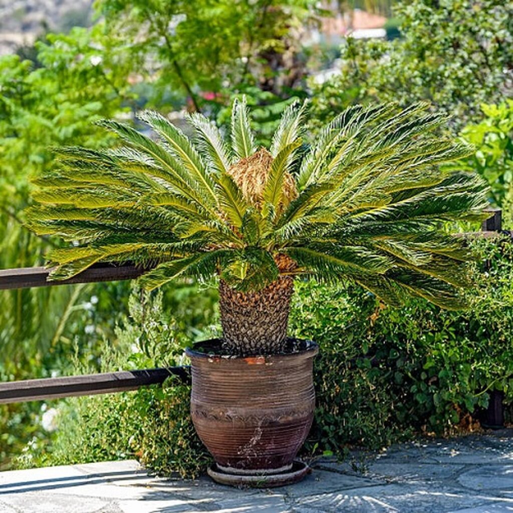 16 Amazing Small Palm Trees That Thrive in Tiny Spaces