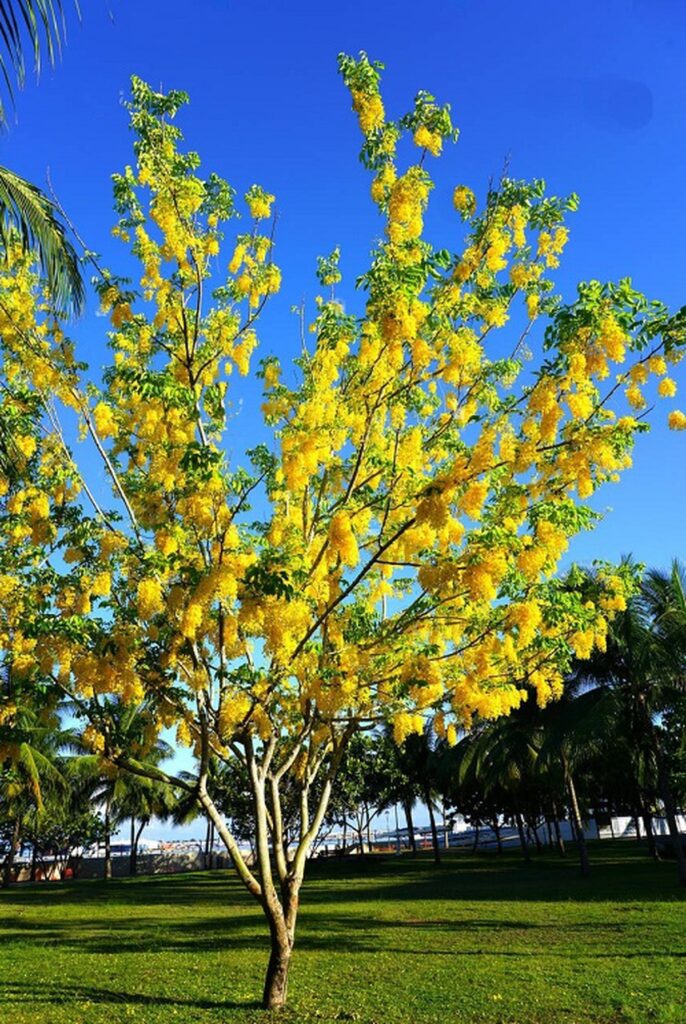 26 Stunning Gold Flowers That Add Luxury To Any Garden