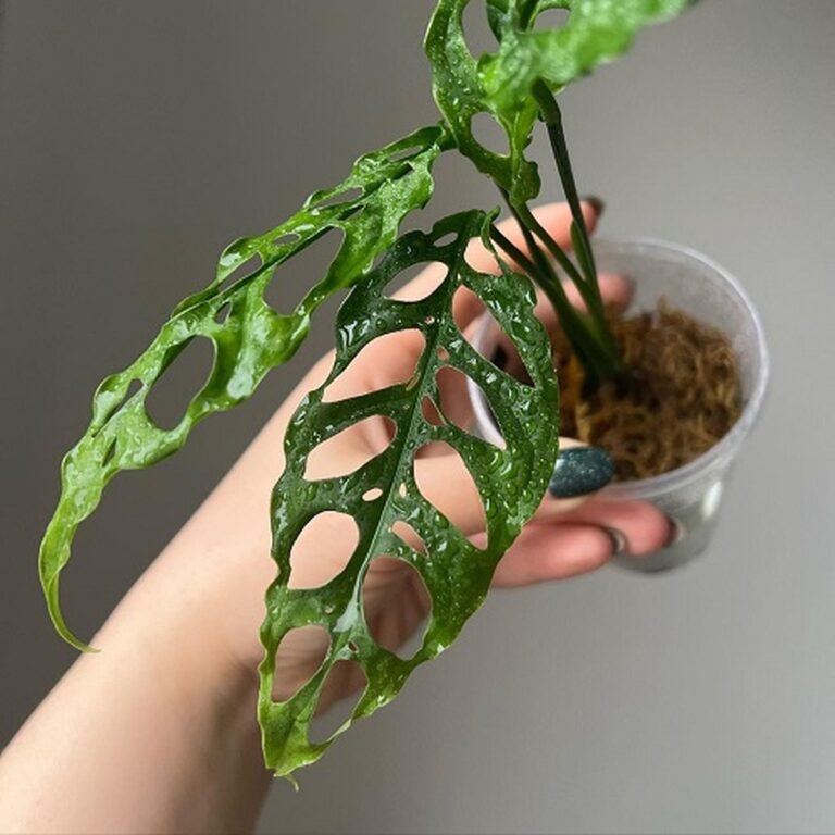 10 Exotic Fenestrated Plants That Will Brighten Your Home