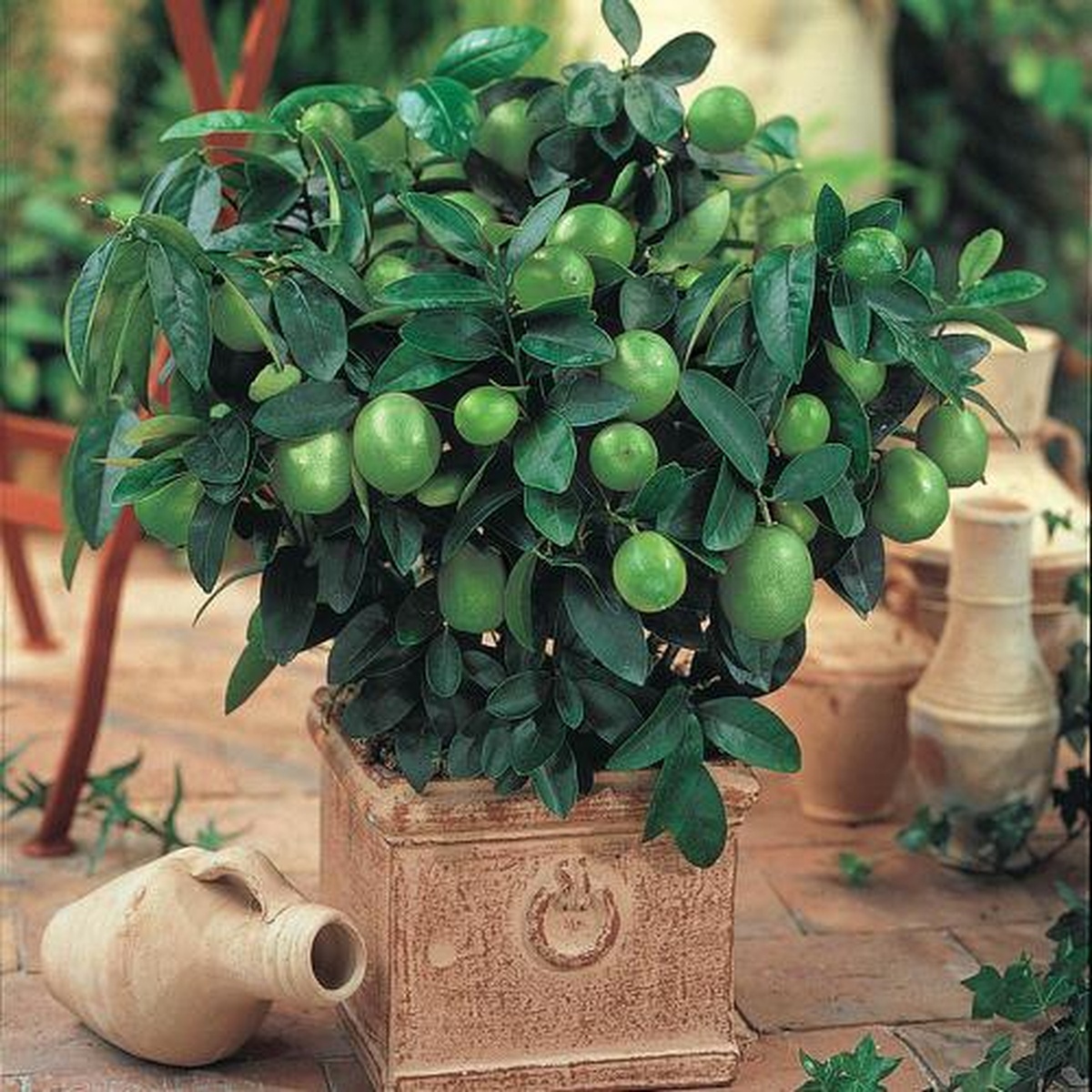 10 Delightful Citrus Trees for Containers: Growing Citrus In Pots