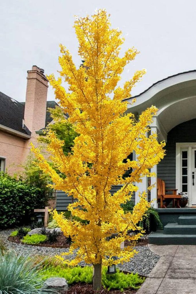 19 Stunning Trees with Yellow Foliage That Brighten Fall