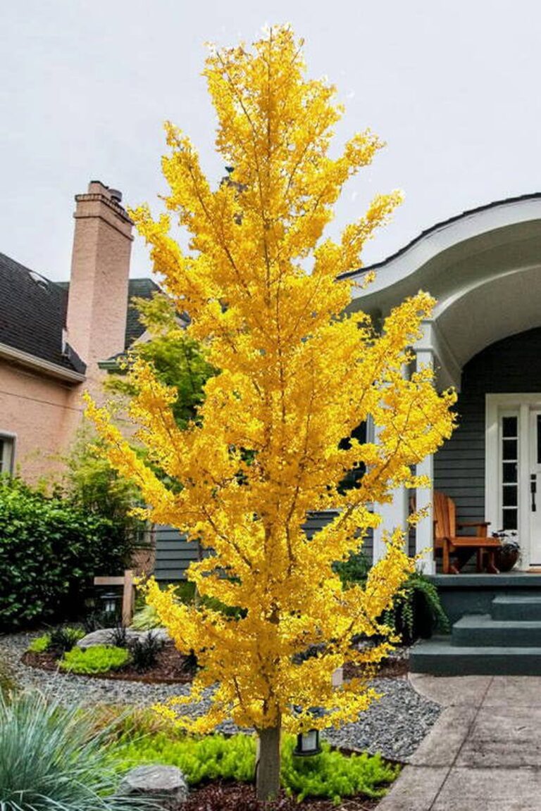 19 Stunning Trees with Yellow Foliage That Brighten Fall
