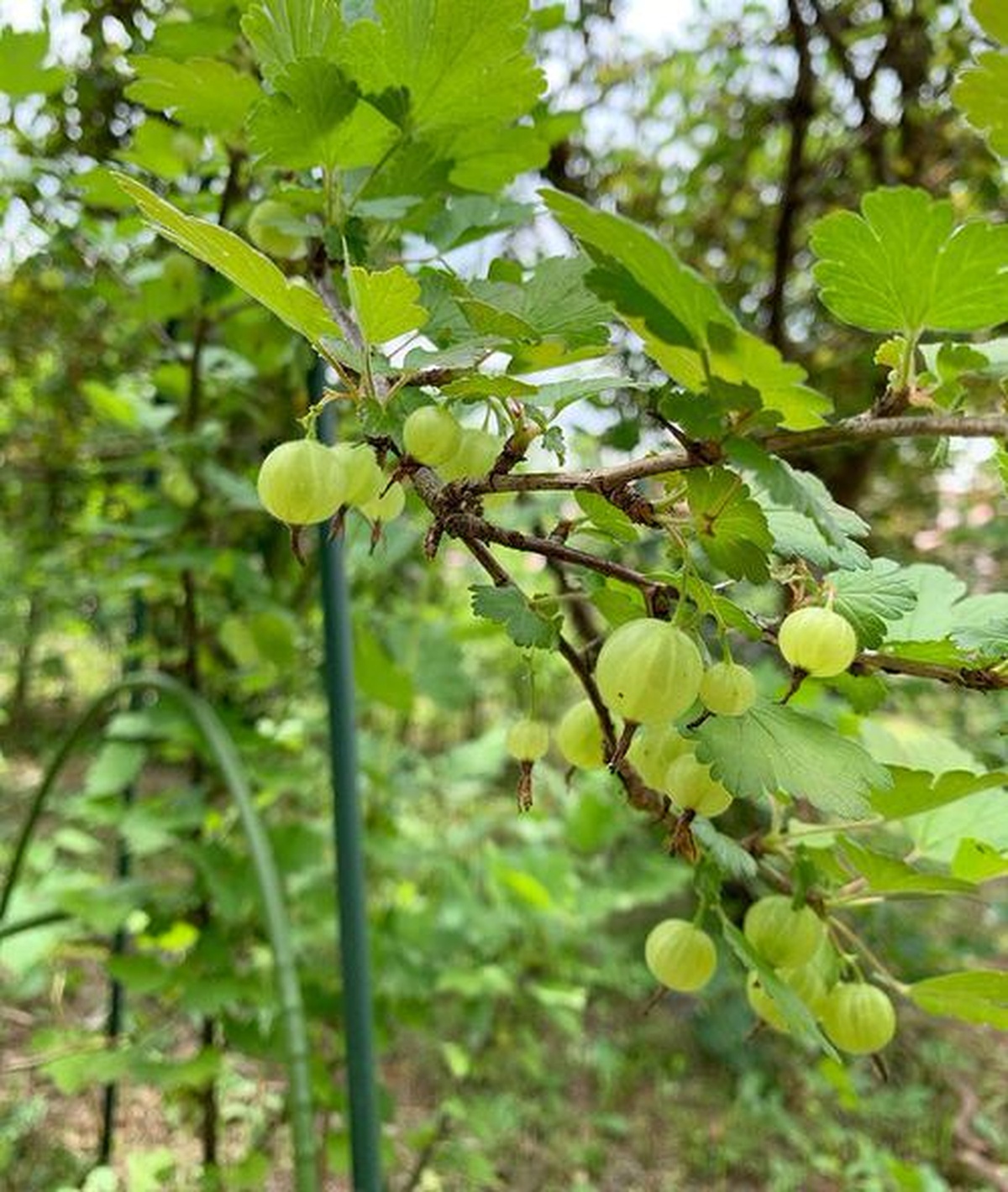 15 Delightful Fruits That Grow on Vines and Climbers