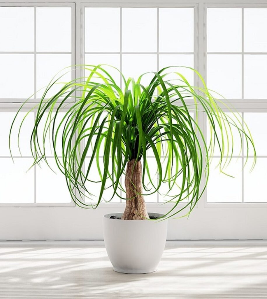 26 Enchanting Trees You Can Grow Indoors for a Cozy Oasis