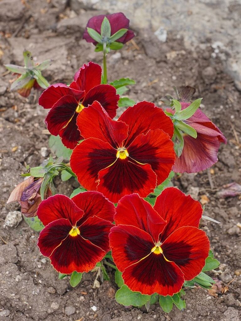 20 Enchanting Maroon Flowers That Beautify Any Garden