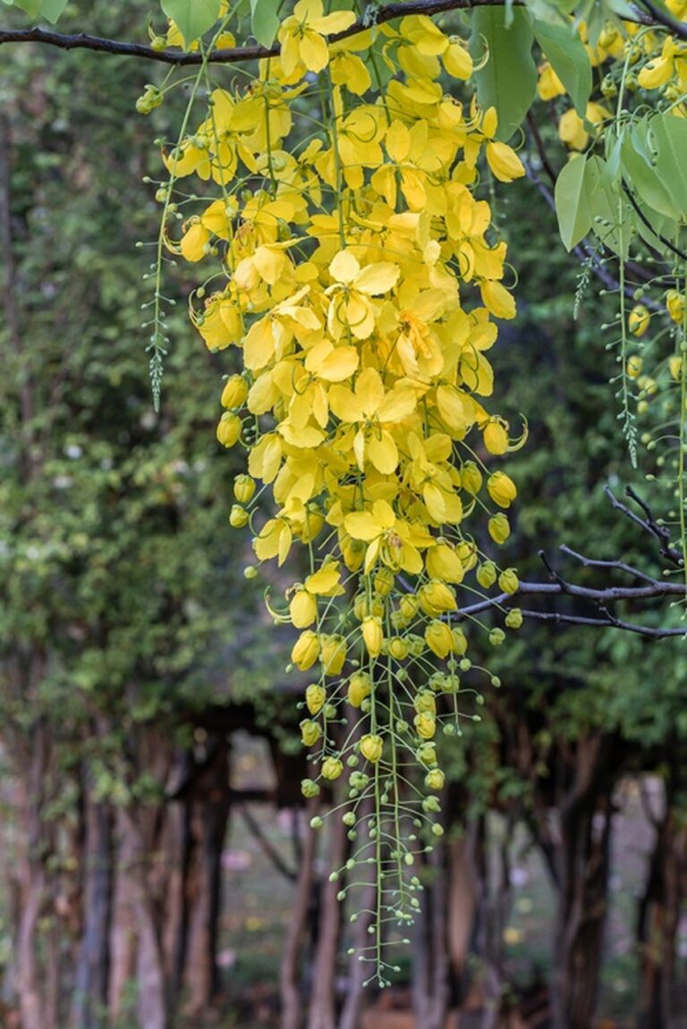 18 Enchanting Asian Flowers That Transform Any Garden
