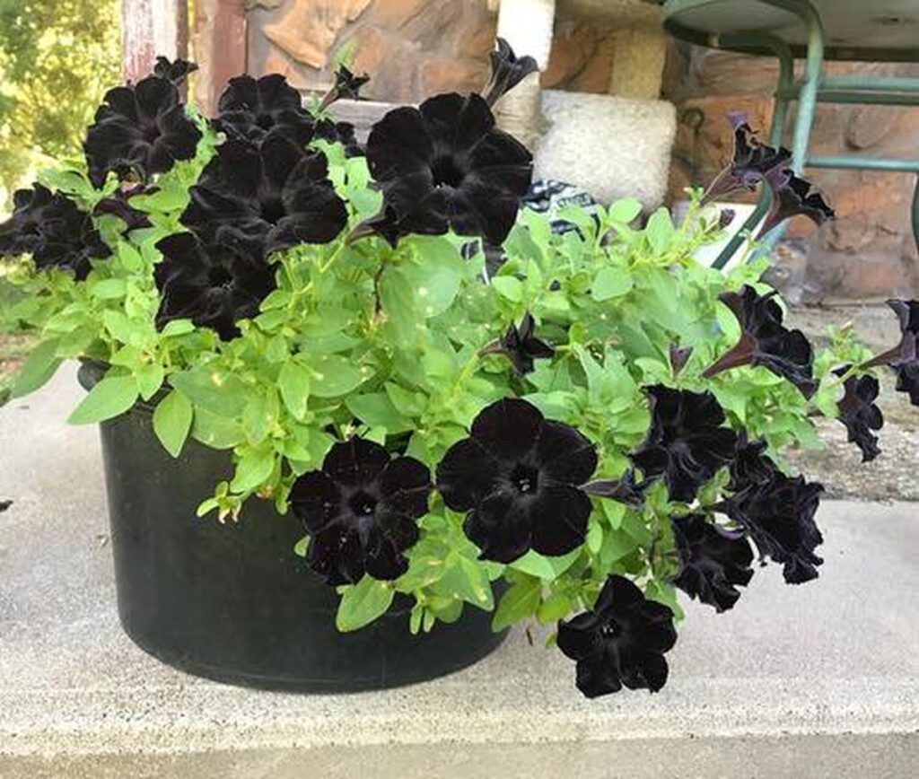 40 Stunning Types of Petunias That Brighten Any Garden