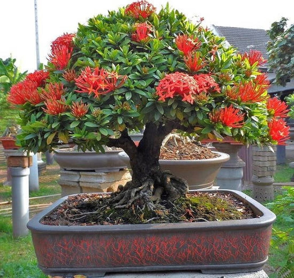 17 Stunning Red Plants in Florida with Pictures to Inspire You