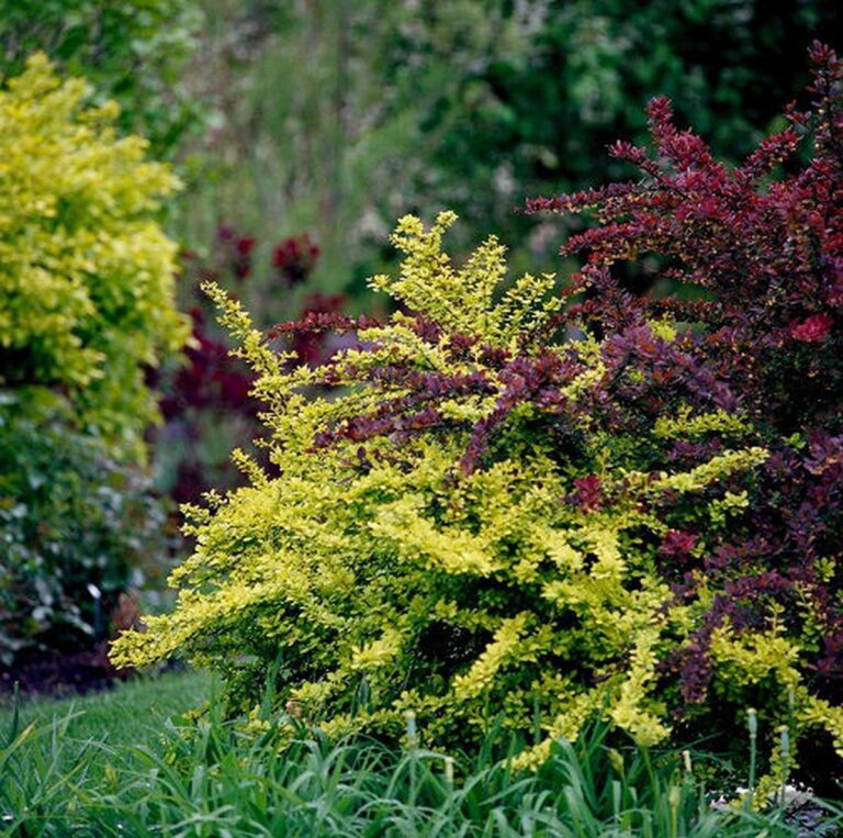 13 Most Invasive Plants: Remove These Garden Troublemakers Now