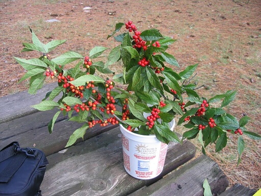26 Gorgeous Shrubs and Bushes with Red Berries to Brighten Your Yard