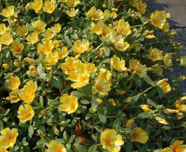 29 Stunning Portulaca Varieties That Brighten Every Garden
