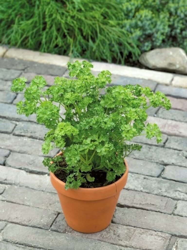 7 Amazing Parsley Varieties to Freshen Up Your Garden